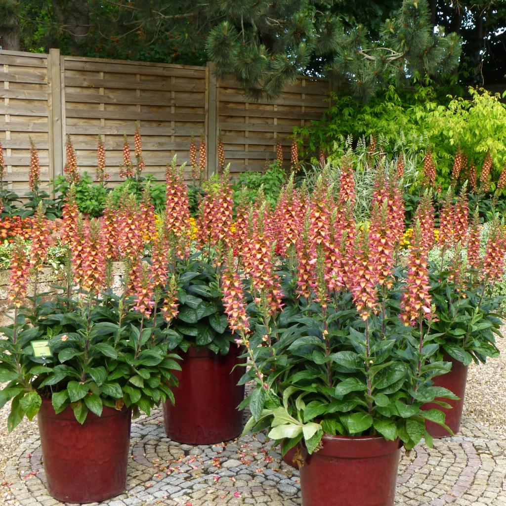 Digiplexis Illumination Flame - Une belle nouveauté au charme exotique