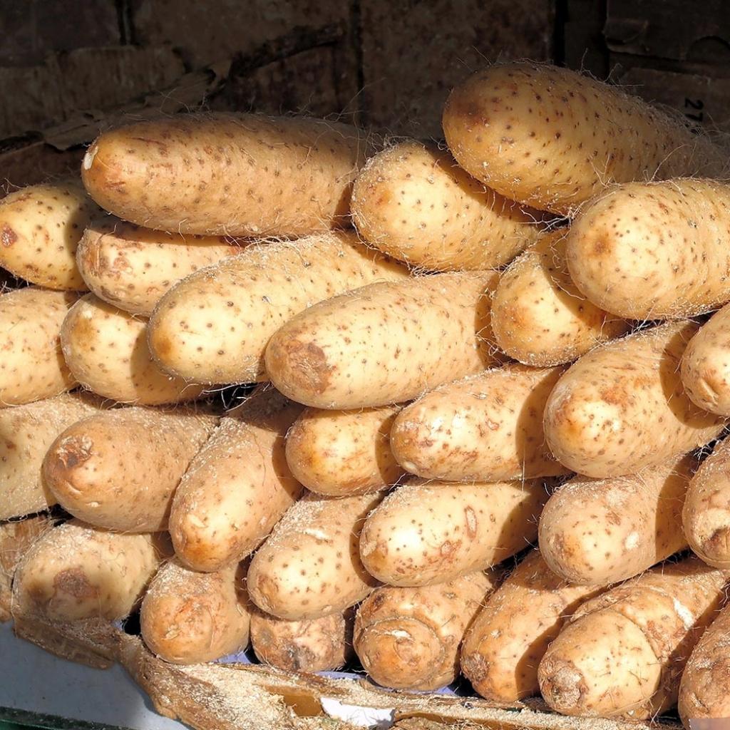 Igname de chine - Dioscorea batatas, Liane vivace à tubercule comestible.