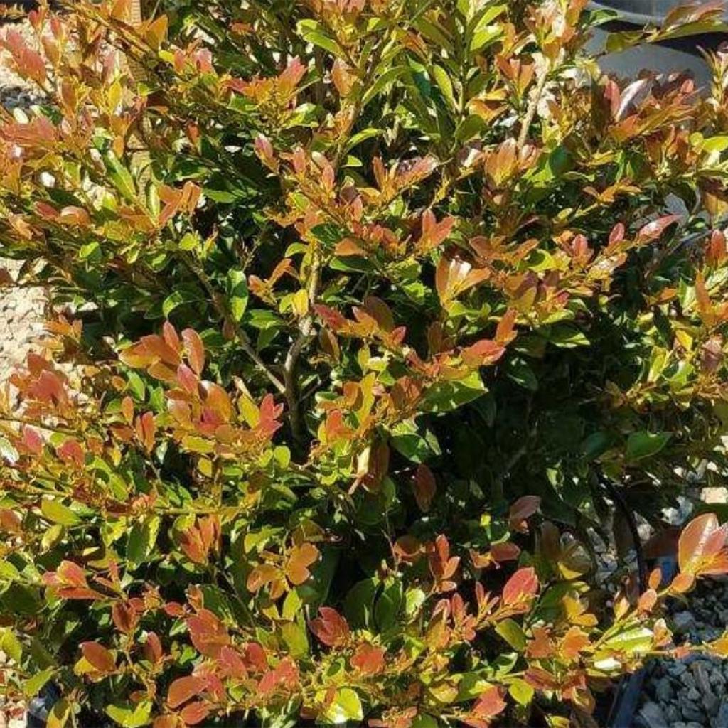 Distylium Linebacker - Arbuste persistant de haie