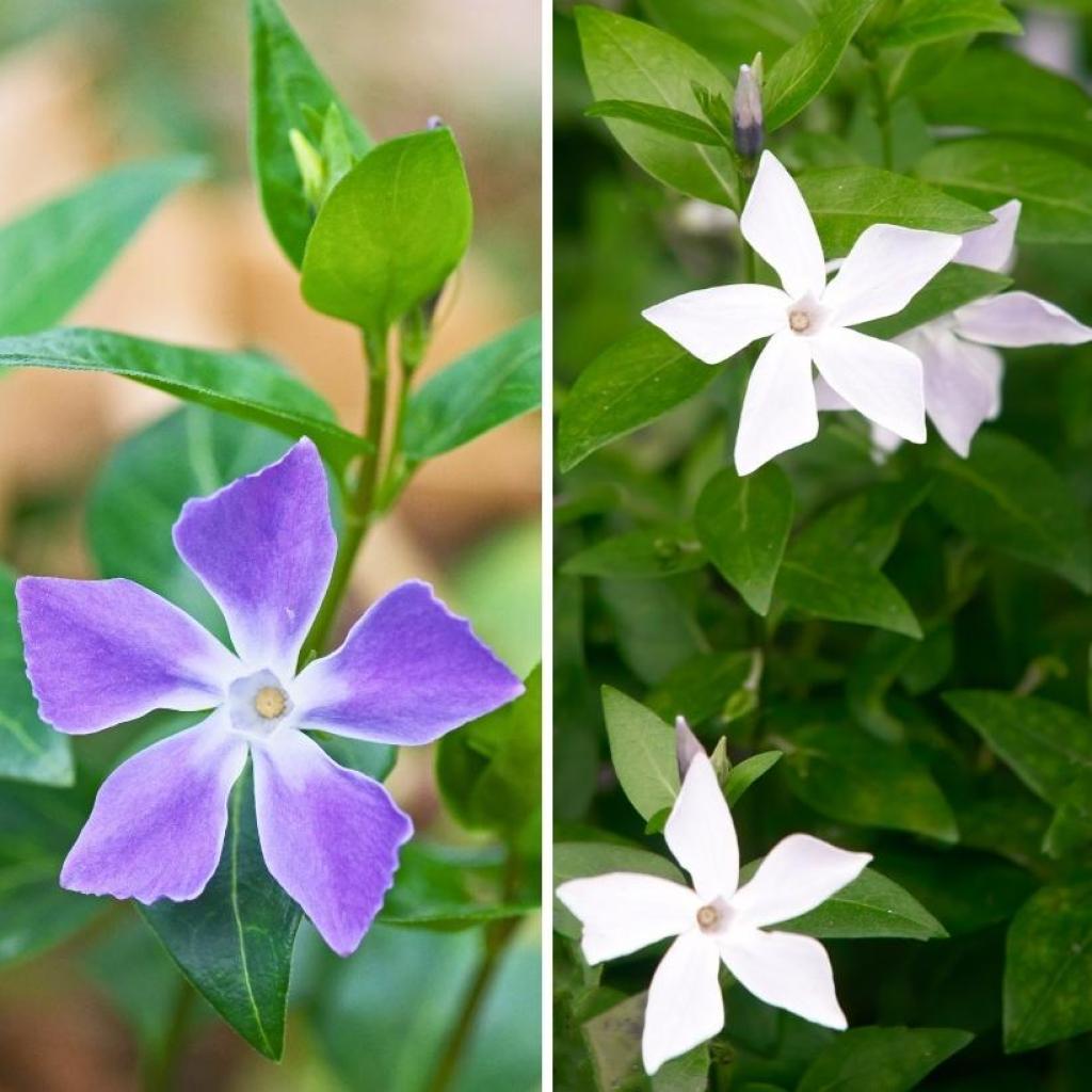 Duo de grandes pervenches - Vinca major et V. major alba pour couvrir ...