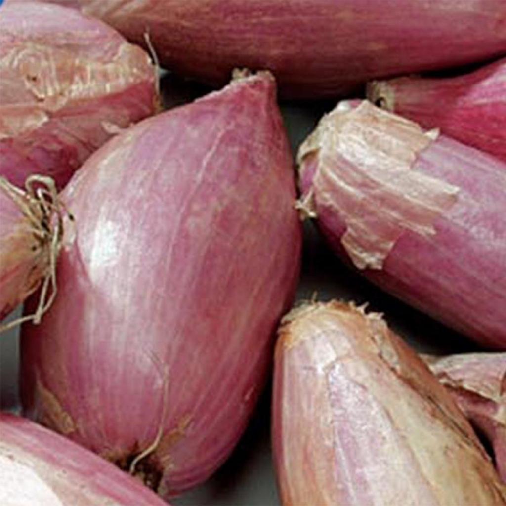 Oignon Echalion Zebrune - Allium cepa - Echalion cuisse de poulet du Poitou