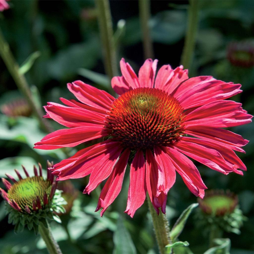Echinacea Kismet Raspberry - Rudbeckia compact à grandes fleurs rose-rouge