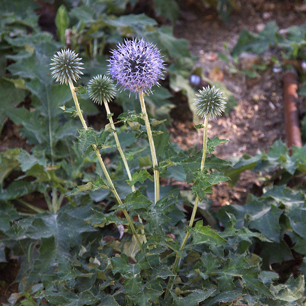 Echinops bannaticus Blue Glow - Boule azurée - Grande vivace d'été à ...