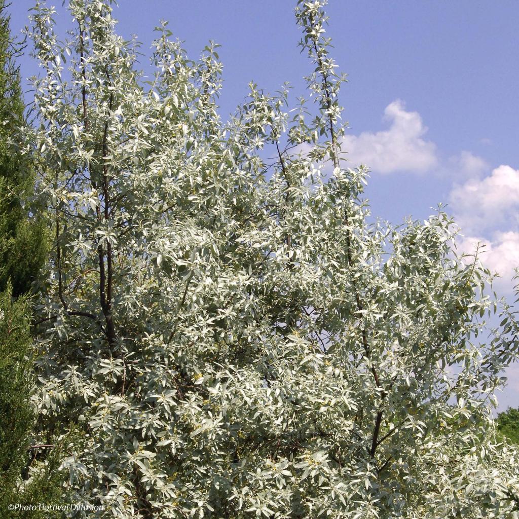 Chalef argenté Zempin - Elaeagnus commutata à feuillage gris, robuste