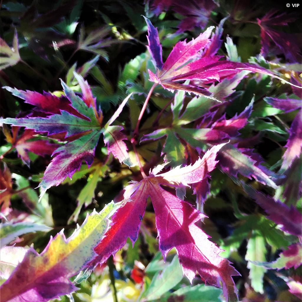 Acer palmatum Metamorphosa Arjos1cov - Erable du Japon aux couleurs ...