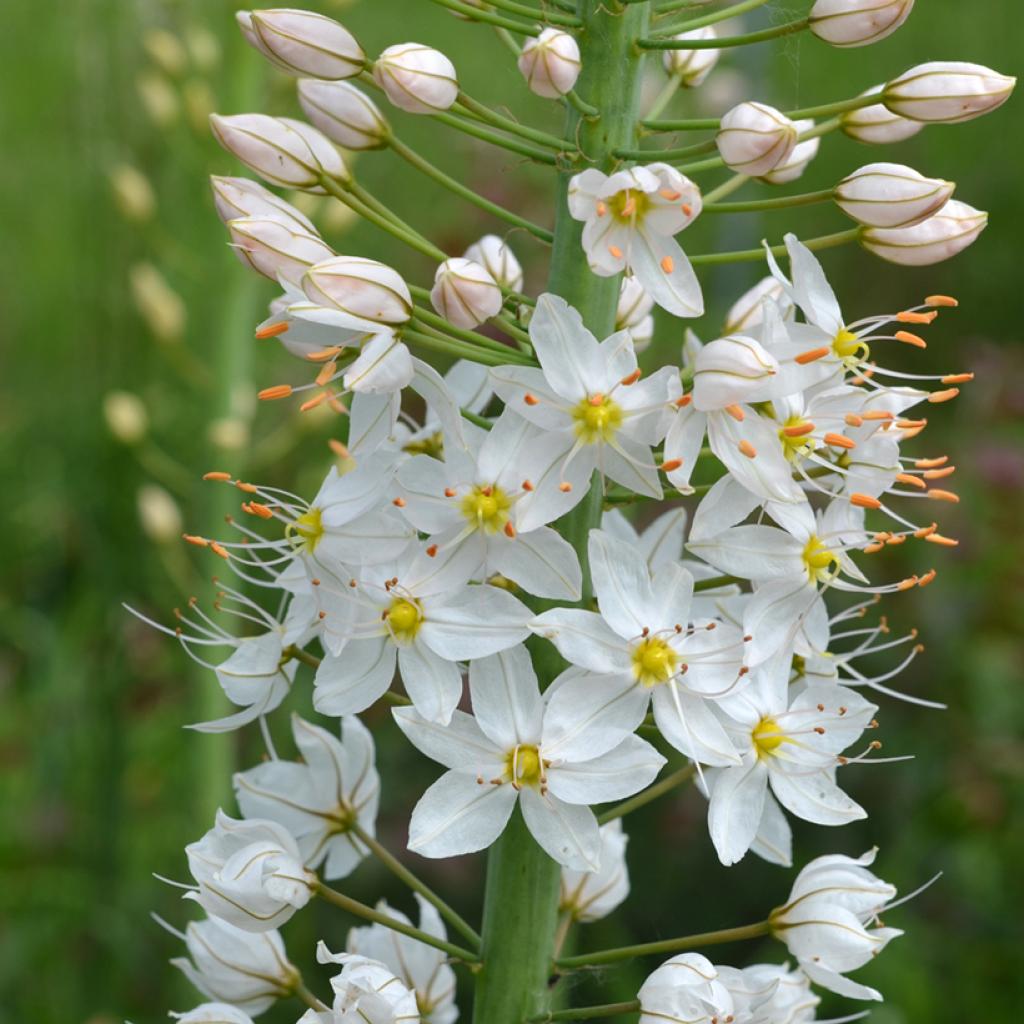 Eremurus robustus - Lis des steppes géant - Bulbeuse à hauts épis de ...