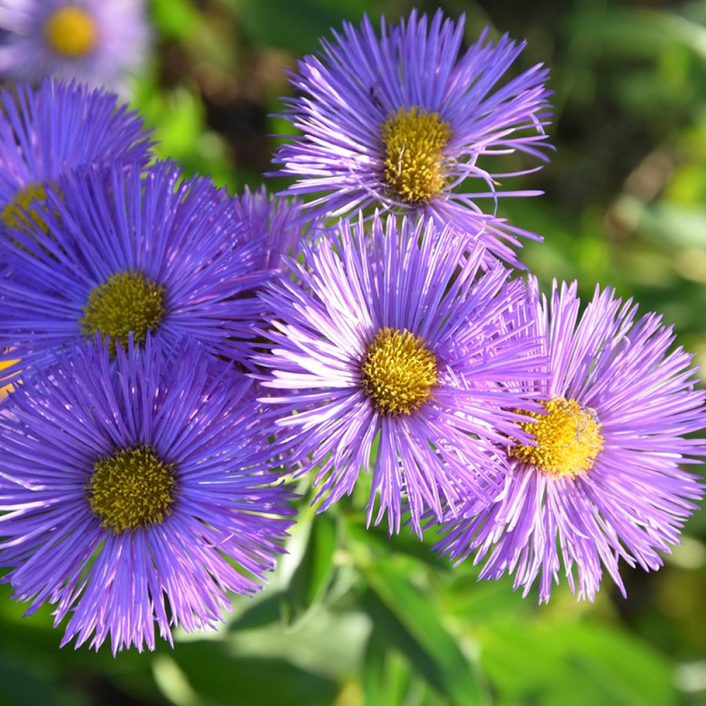 Erigeron Dignity - Vergerette à fleurs violettes