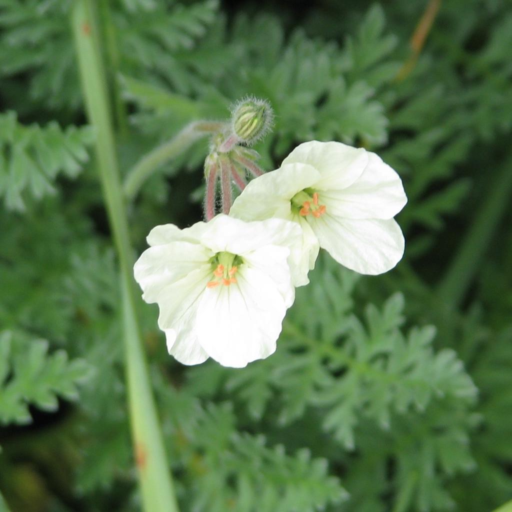 Erodium chrysanthum – Une vivace à fleurs jaune pâle sur feuillage argenté