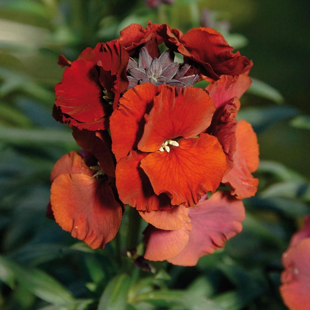 Giroflée vivace - Erysimum Winter Passion rouge - Sous-arbrisseau à ...