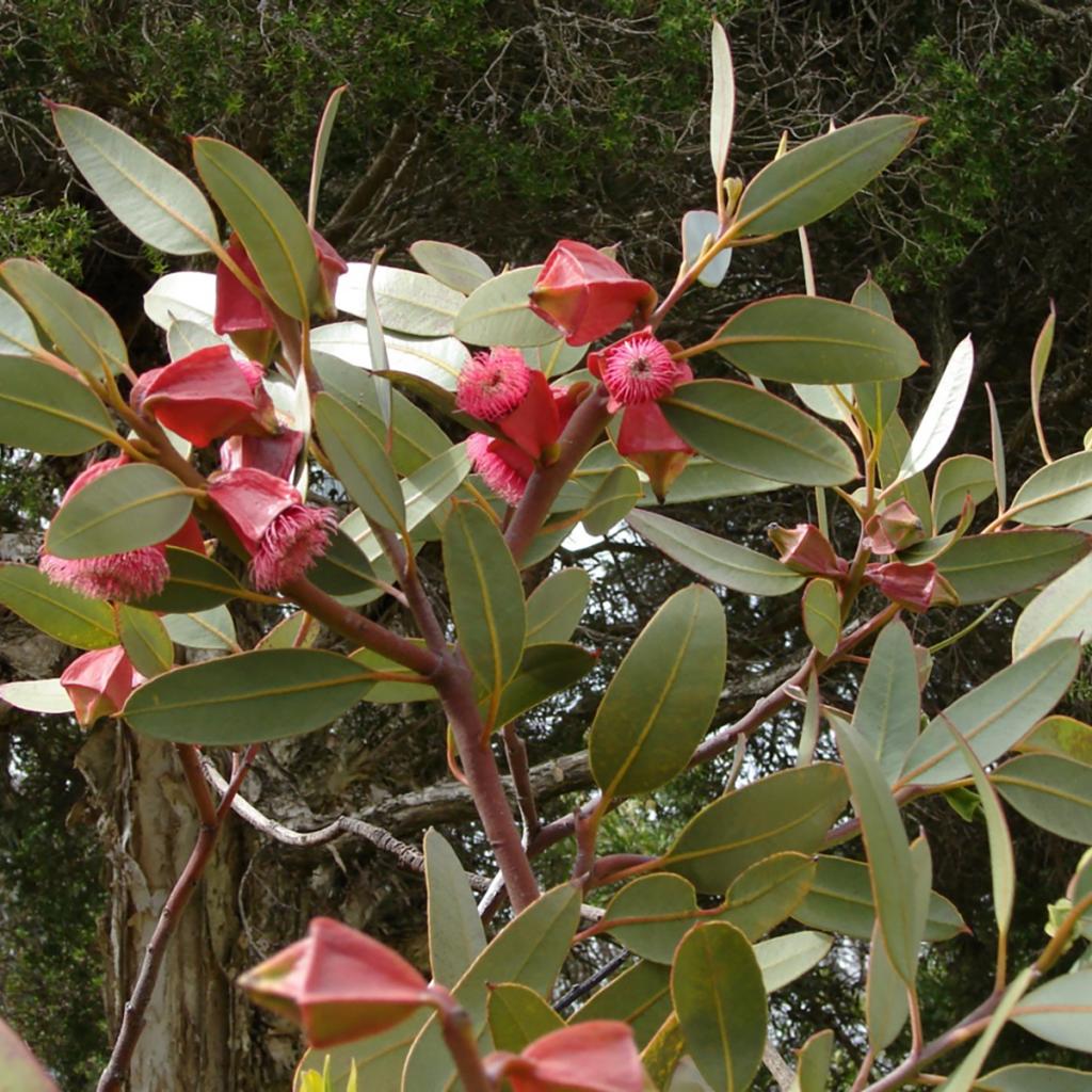Eucalyptus tetraptera - Arbuste de petite taille à fruits rouges décoratifs