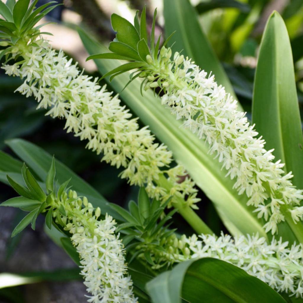 Eucomis 'Playa Blanca'® - Eucomide - Fleur-ananas- Bulbeuse originale ...