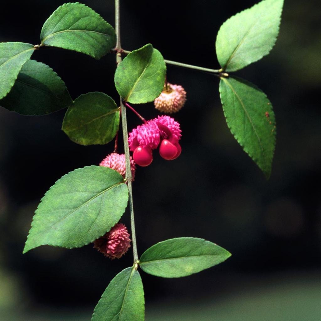 Euonymus americanus - Fusain américain - Arbuste caduc à fruits décoratifs