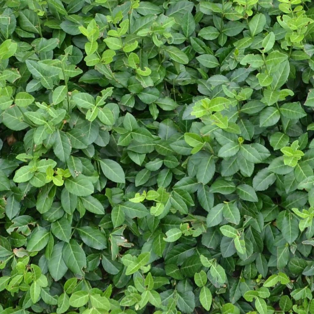 Euonymus fortunei Coloratus - Fusain persistant ou rampant nain, à ...