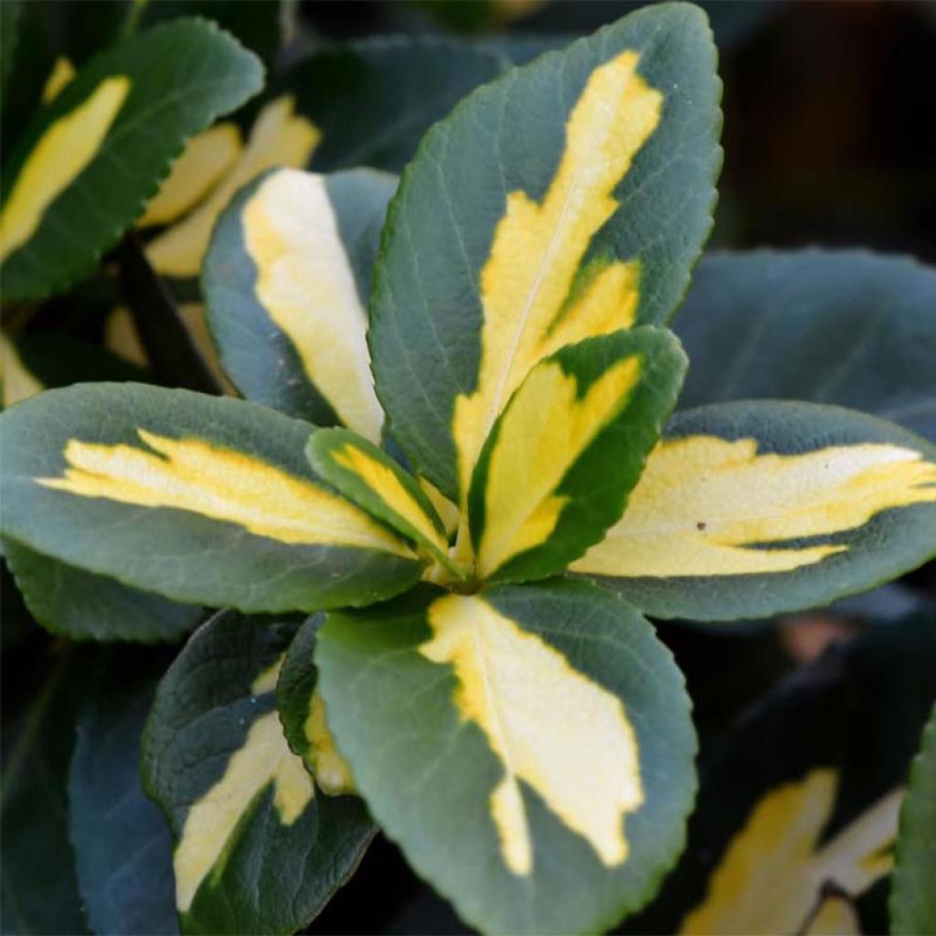 Euonymus fortunei Sunspot - Fusain nain à feuillage jaune panaché de vert