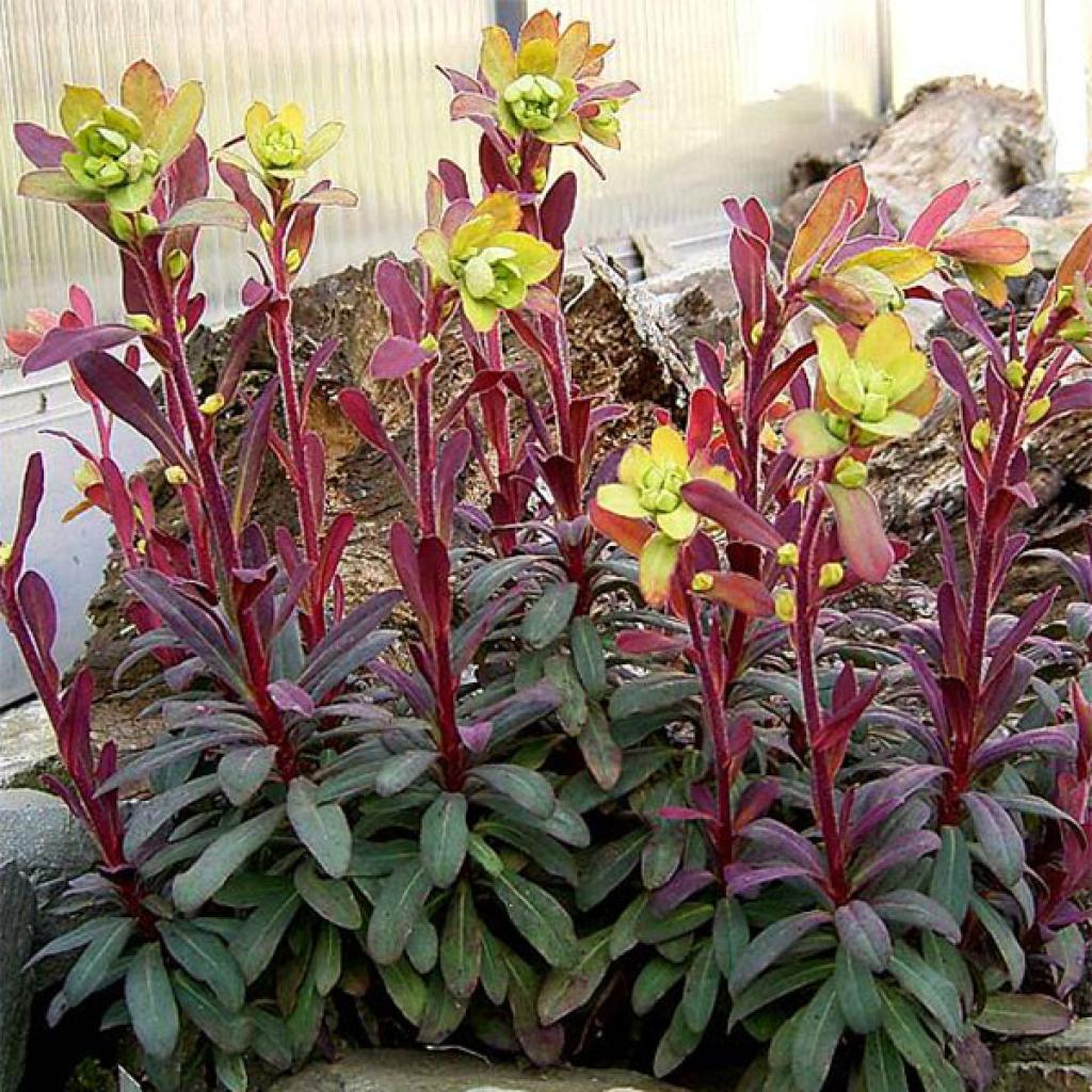 Euphorbe des bois pourpre – Euphorbia amygdaloides purpurea