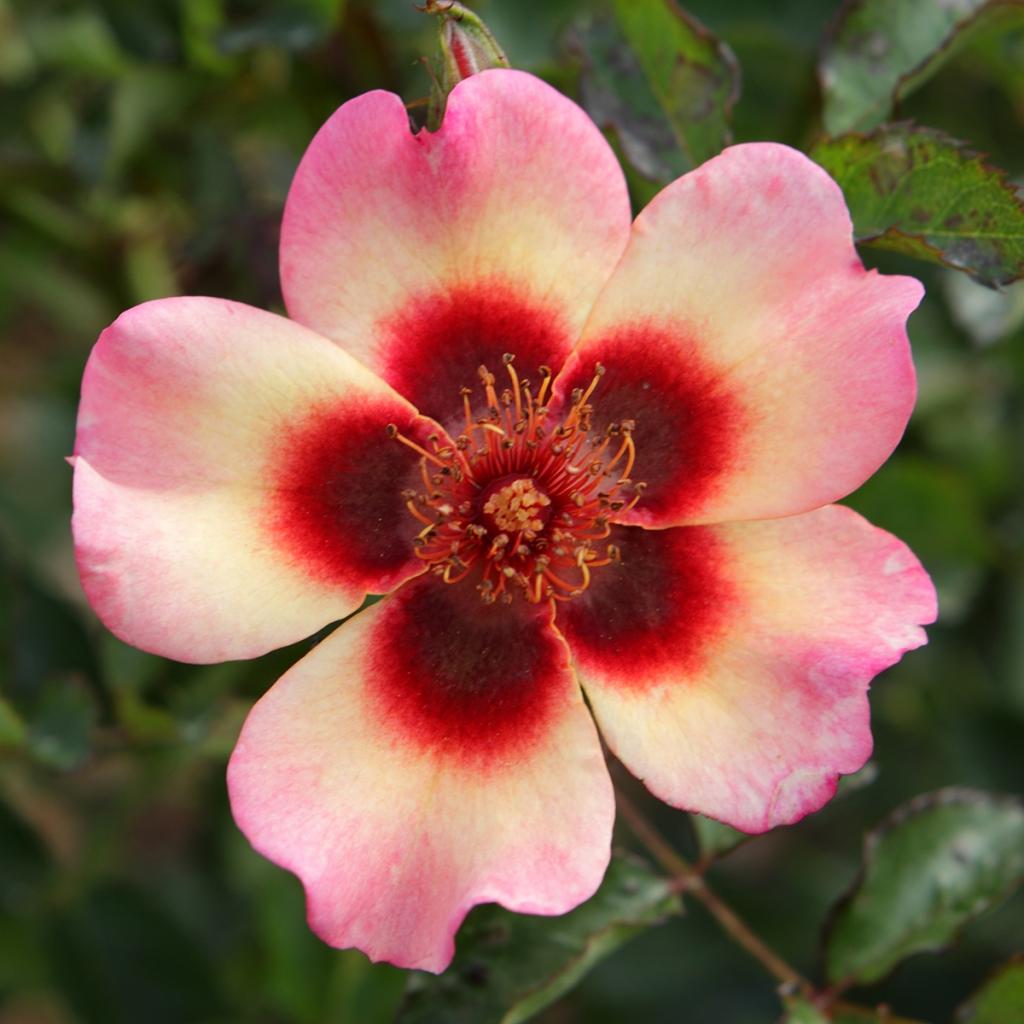 Rosa x persica Fancy Babylon Eyes - Rosier compact aux fleurs groupées ...