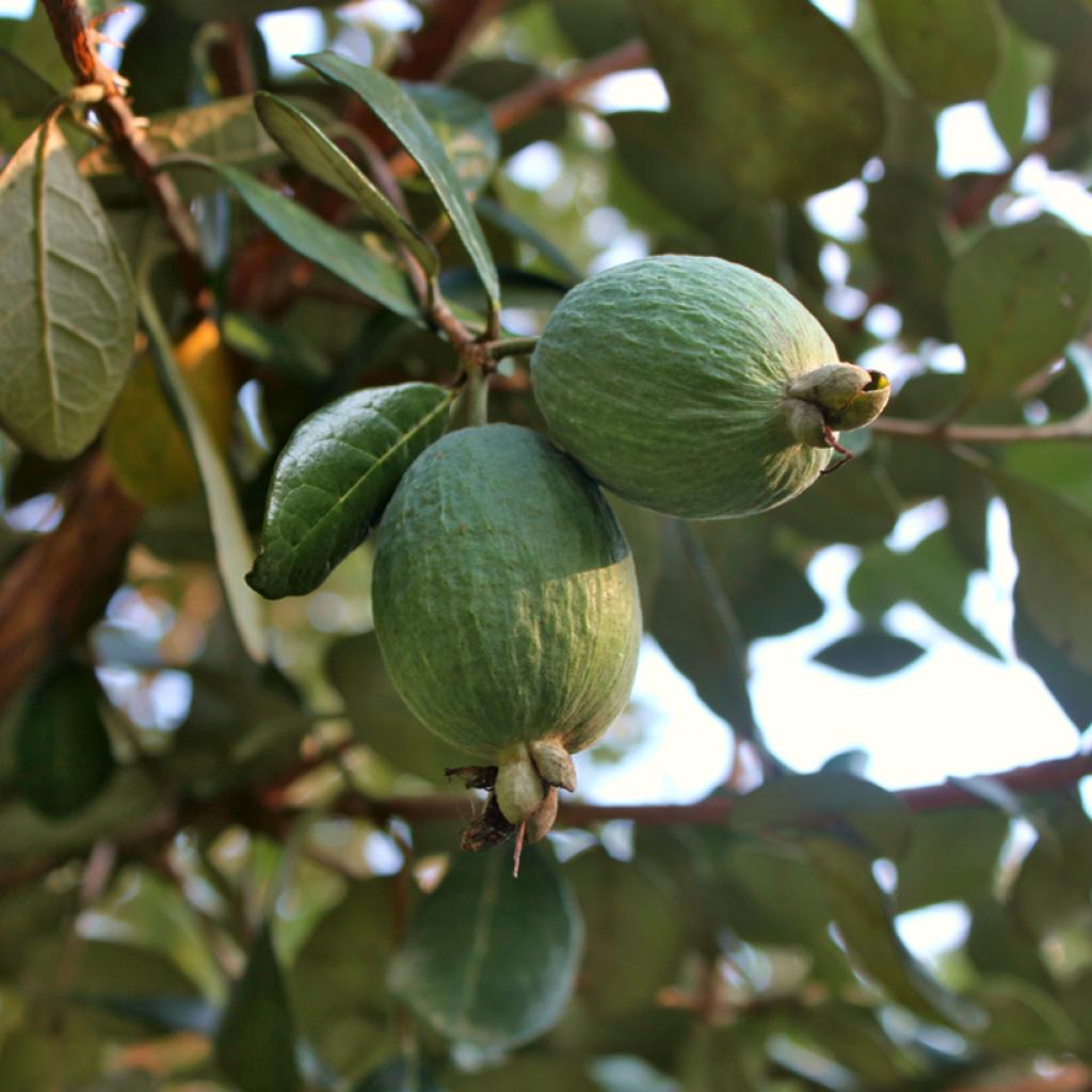 Feijoa - Acca sellowiana Triumph - Goyavier du Brésil non autofertile à ...
