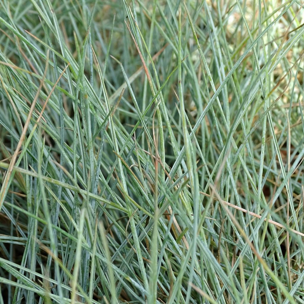 Festuca glauca Intenses Blue - Fétuque bleue - Graminée vivace à ...