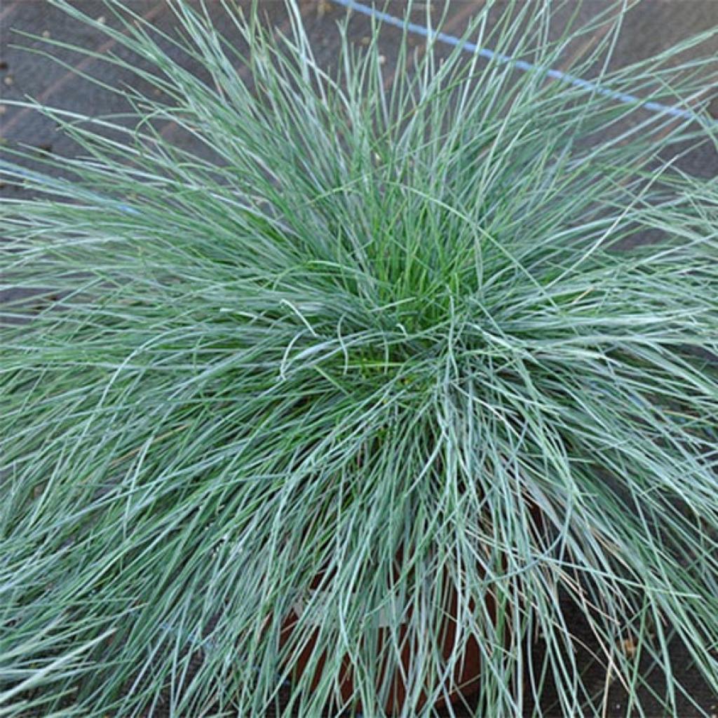 Festuca glauca - Fétuque bleue - Une jolie petite graminée vivace bleutée