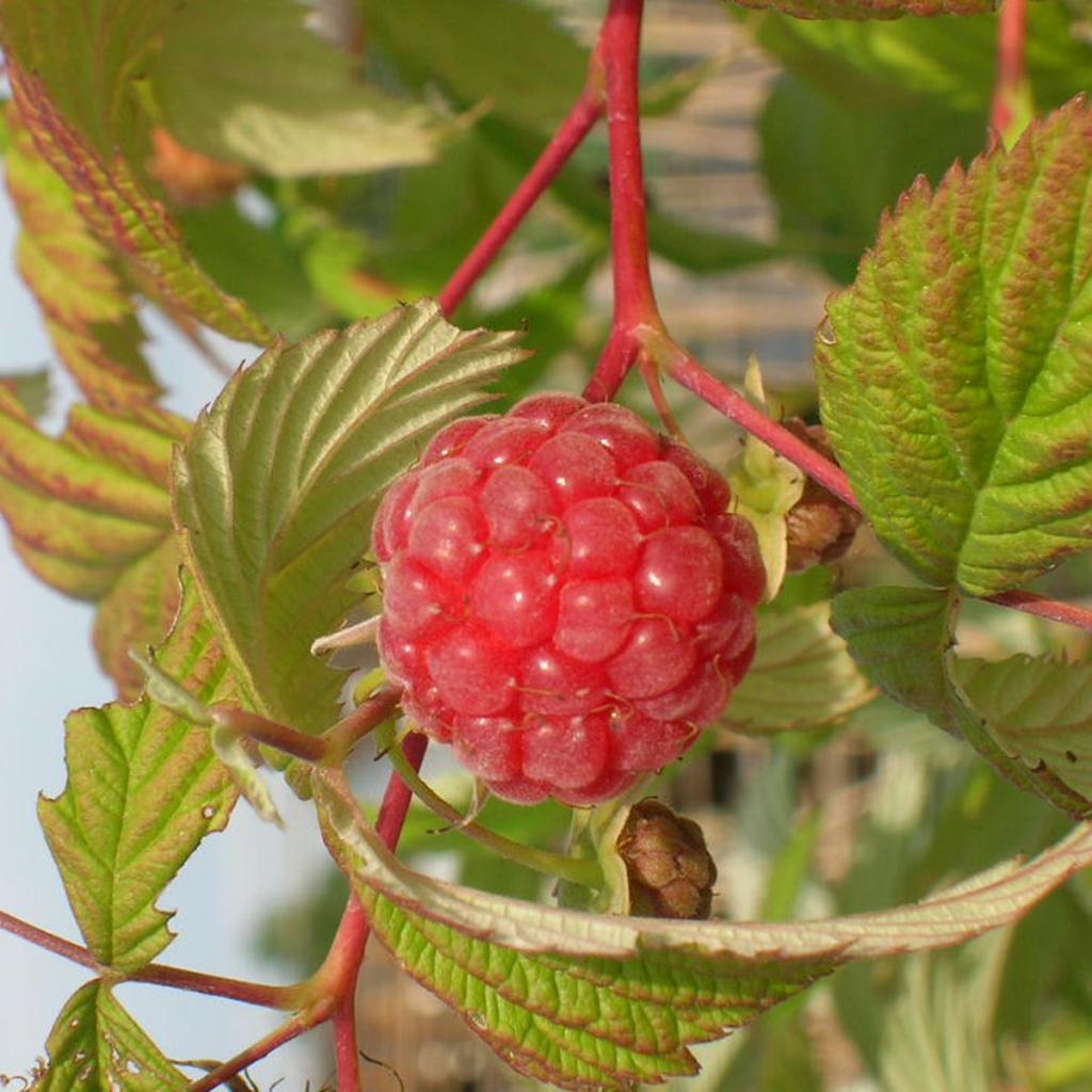 Framboisier Malling Promise - Rubus idaeus non remontant et précoce