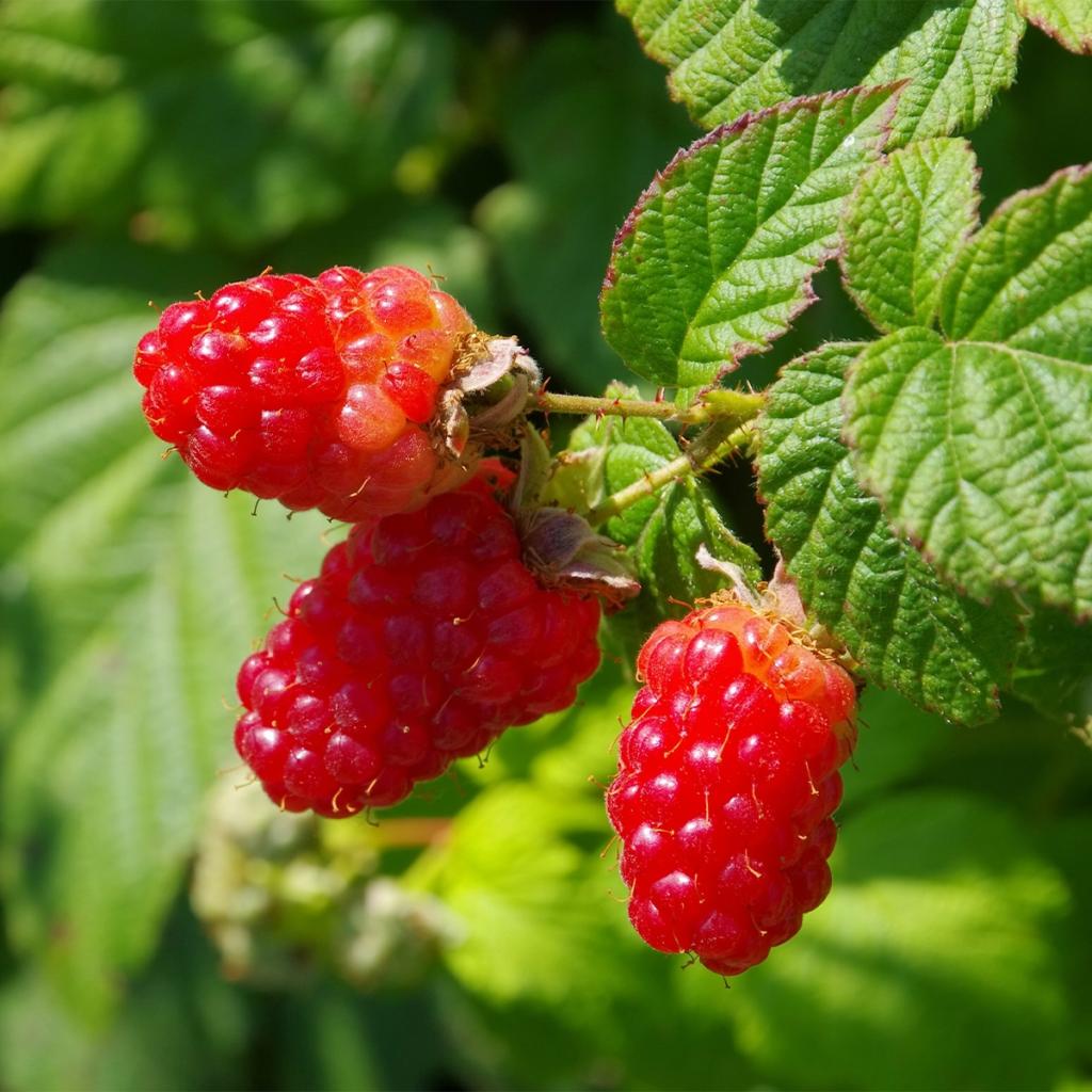 Rubus idaeus Schönemann - variété non remontante à gros fruits rouge vif