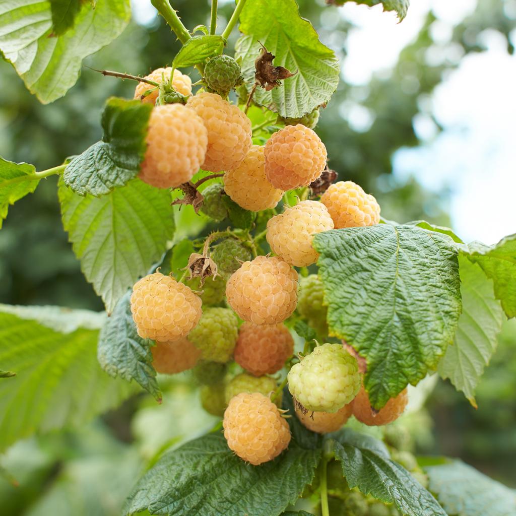 Framboisier nain Lowberry Goodasgold - Rubus idaeus - Framboisier d ...