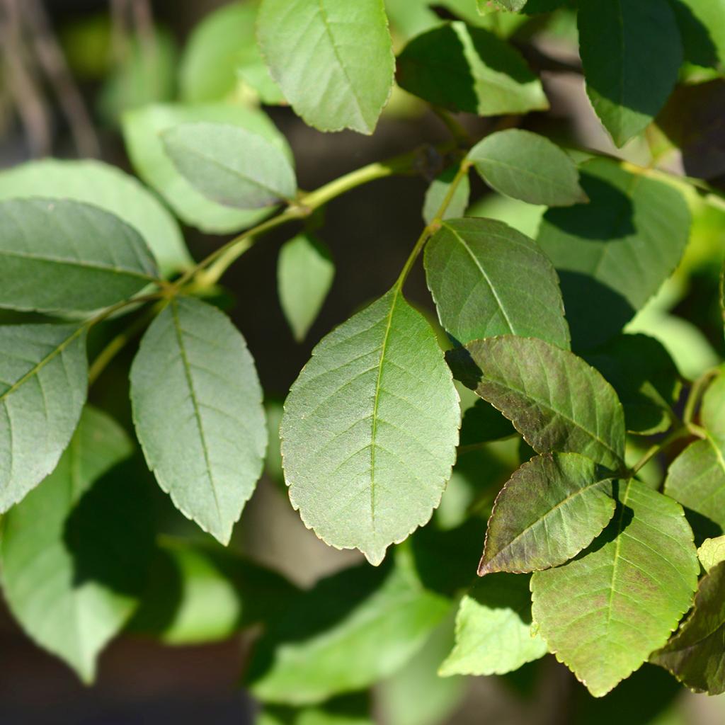 Fraxinus ornus - Frêne à fleurs ou Orne