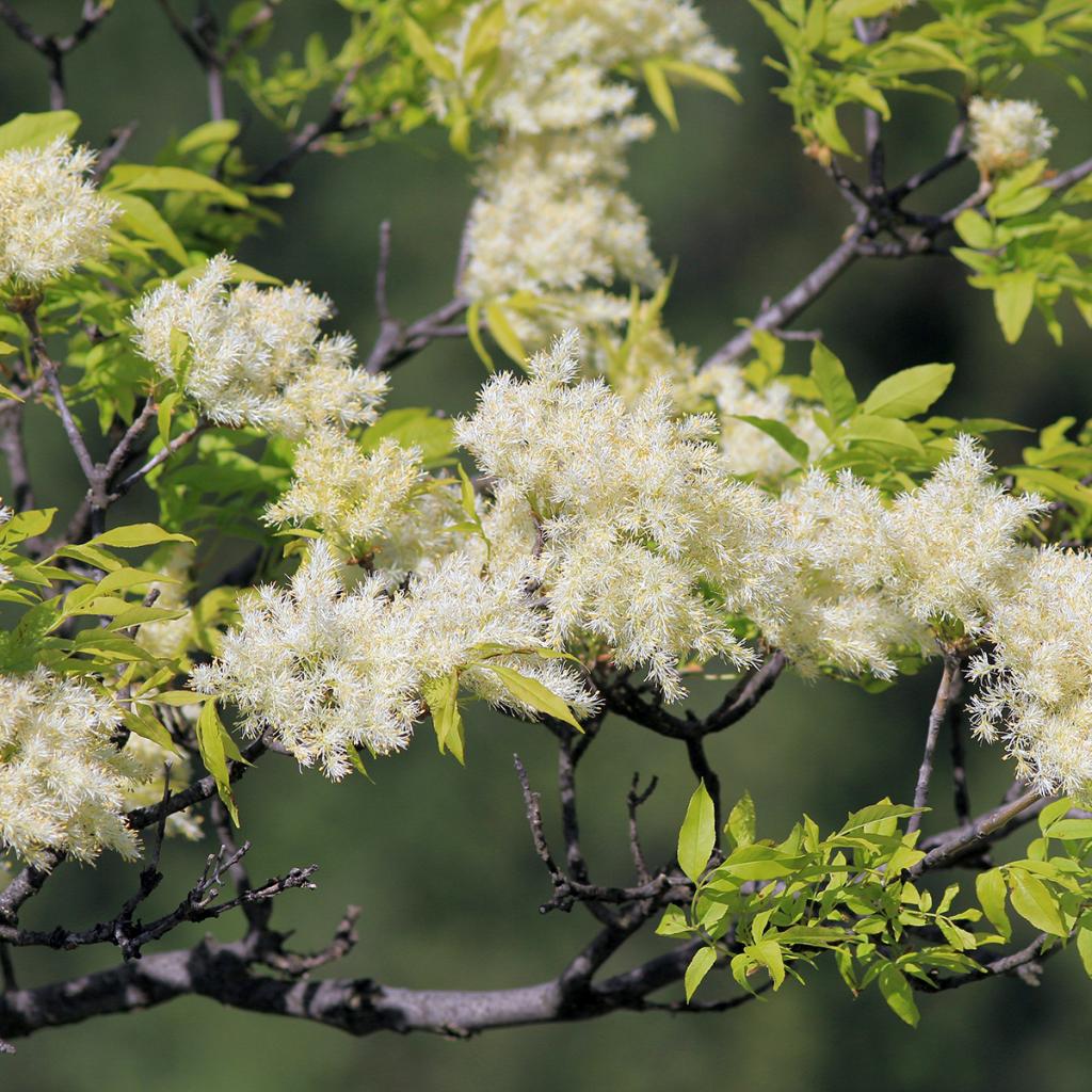 Fraxinus ornus - Frêne à fleurs ou Orne