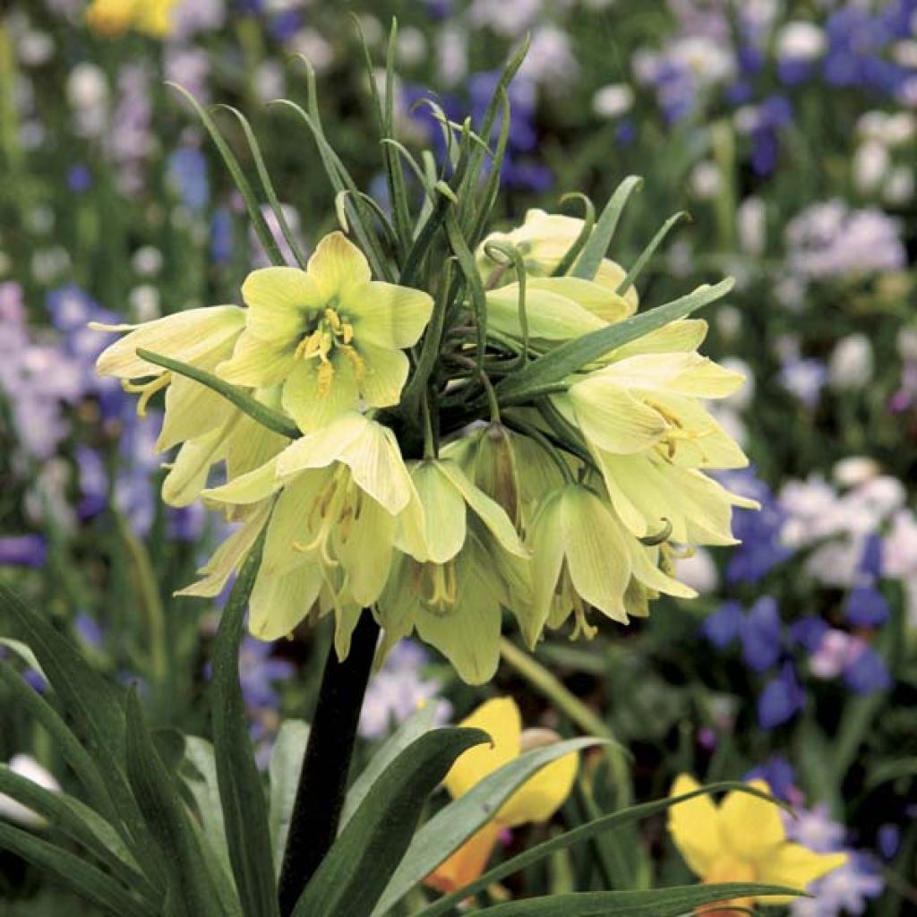 Fritillaria raddeana - Couronne impériale à fleurs crème