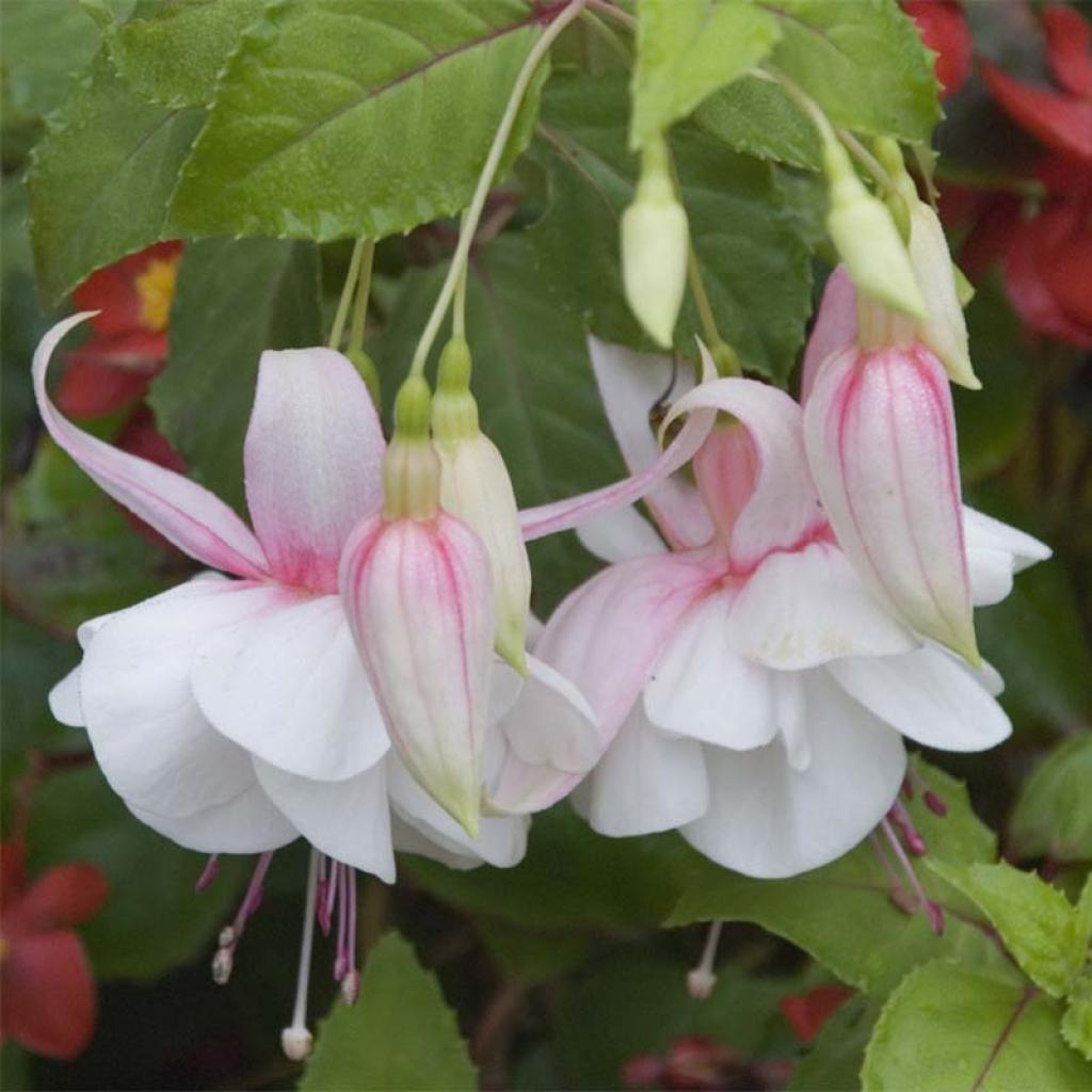 Fuchsia Annabel (Annabelle) - Une variété aux fleurs doubles, crème et rosé