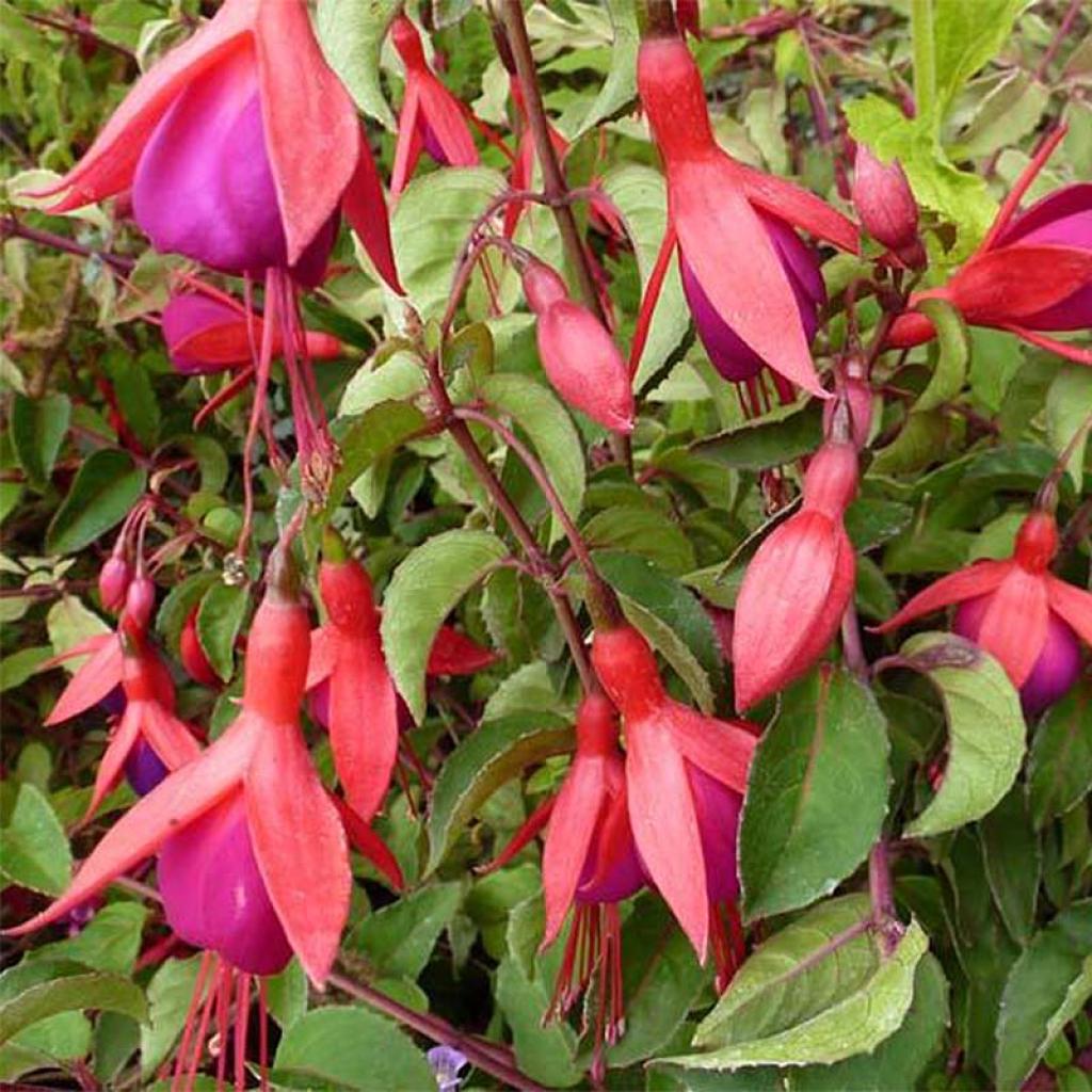 Fuchsia Mrs Popple - Fuchsia arbustif vigoureux, florifère, assez rustique