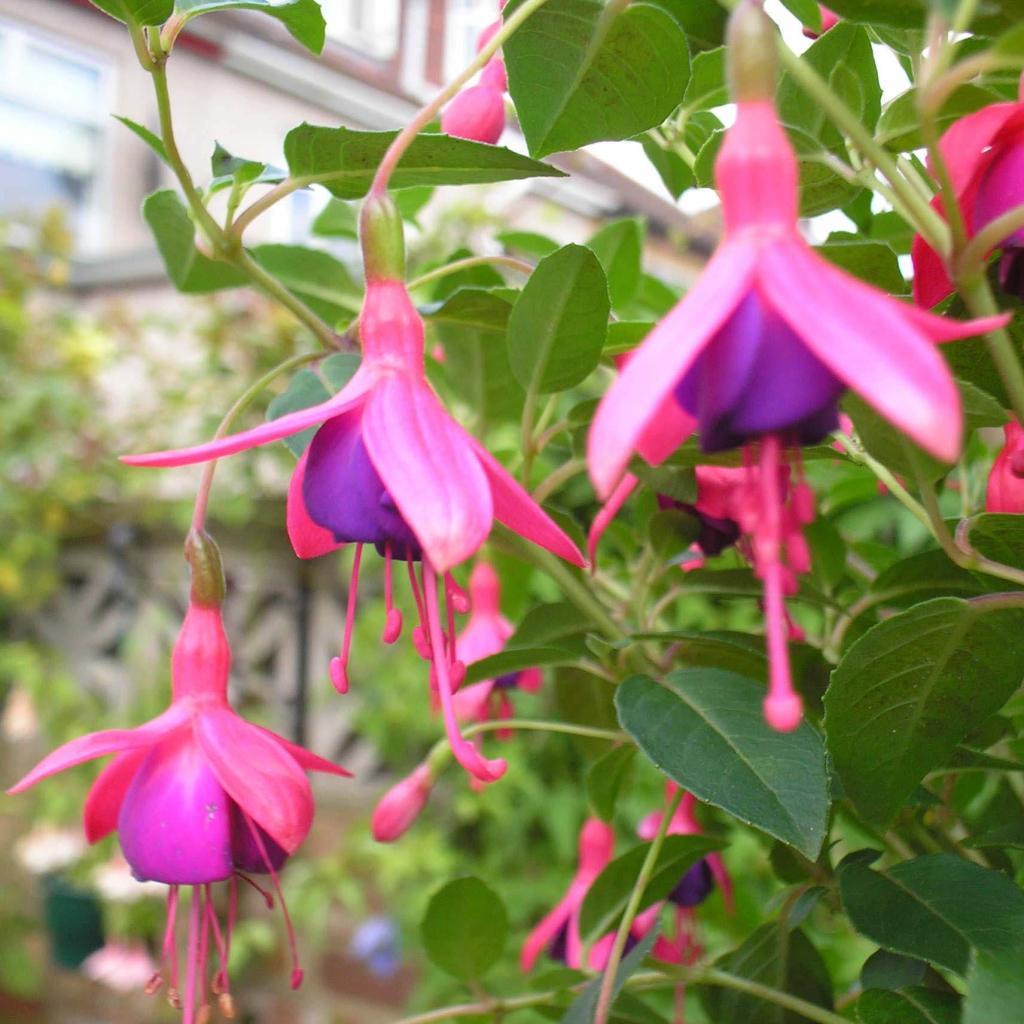 Fuchsia Tom Thumb - Fuchsia nain, précoce à fleurs carmin et violettes