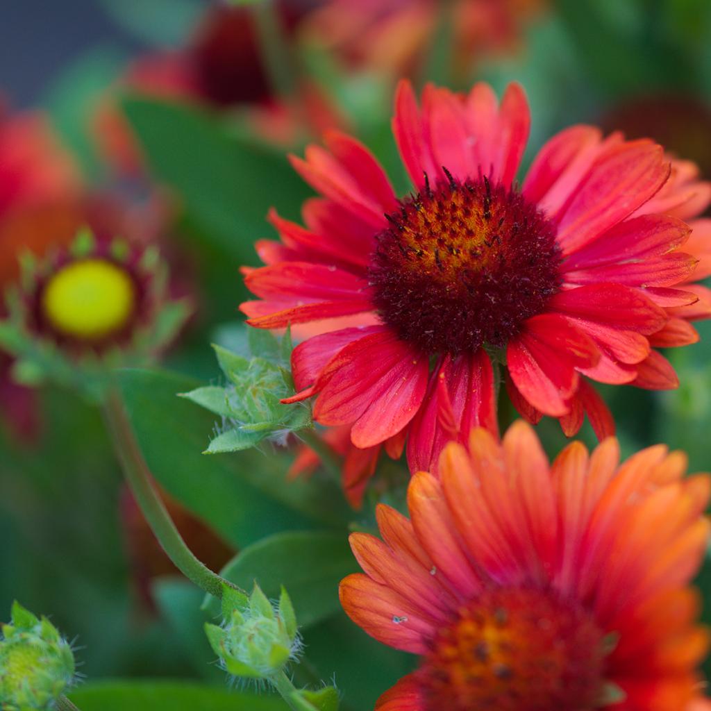 Gaillarde Bourgogne - Gaillardia Burgunder - Vivace à grandes fleurs ...