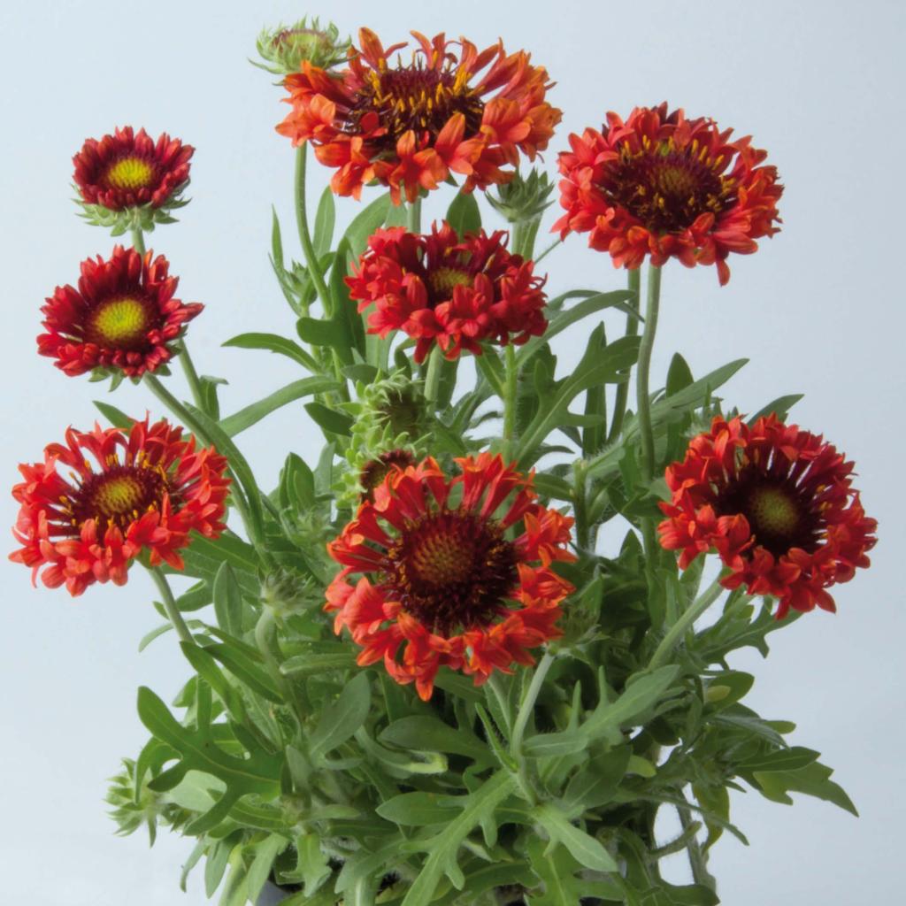 Gaillarde - Gaillardia Fanfare Blaze - Vivace à fleurs originales ...