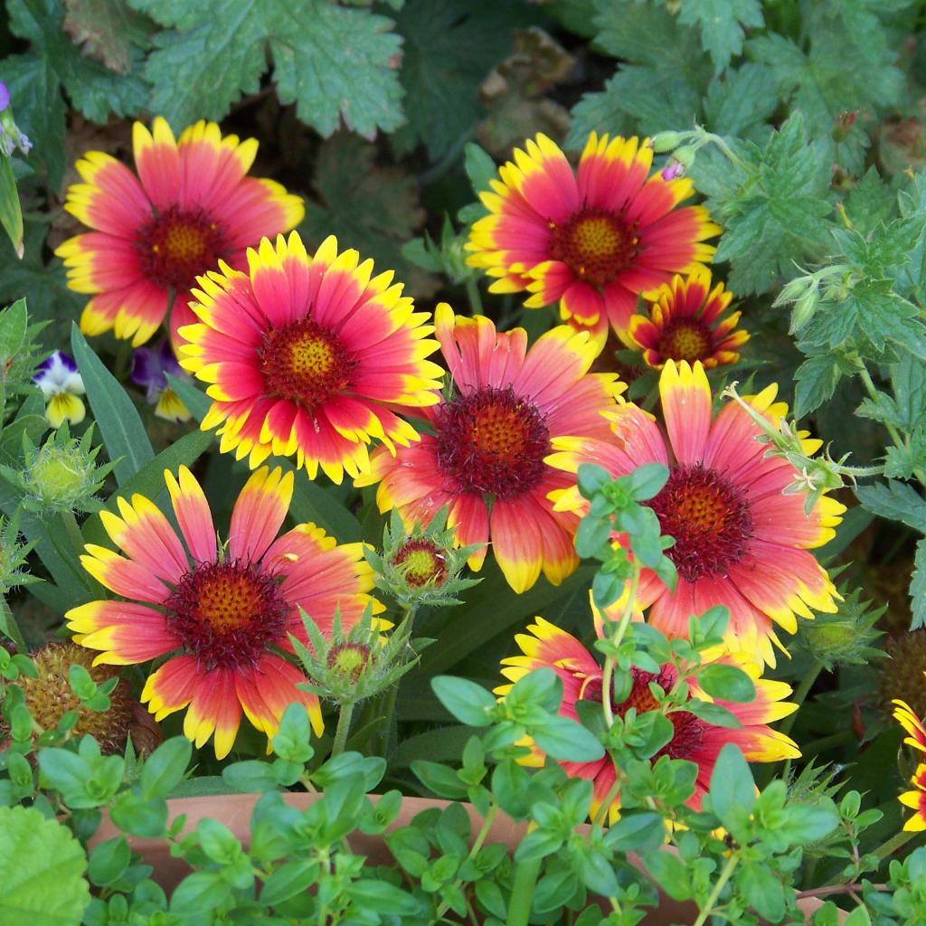 Gaillarde – Gaillardia Lutin – Une vivace naine à fleurs rouge et jaune