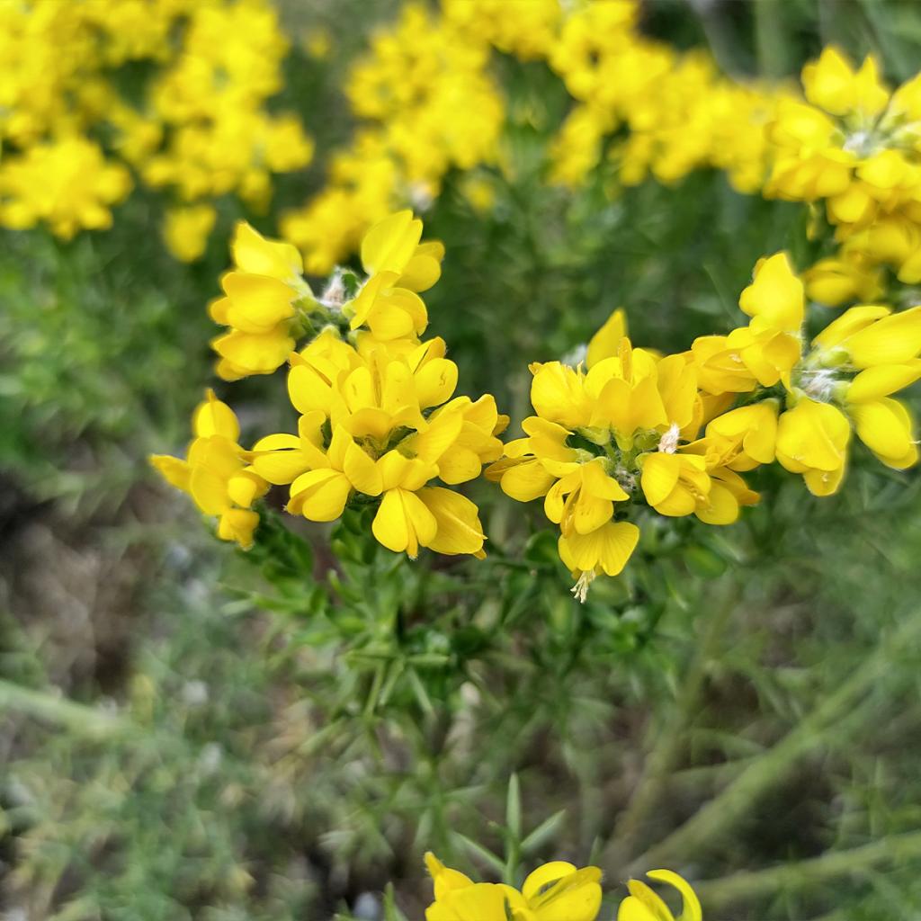 Genista hispanica - Genêt d'Espagne épineux à fleurs jaunes