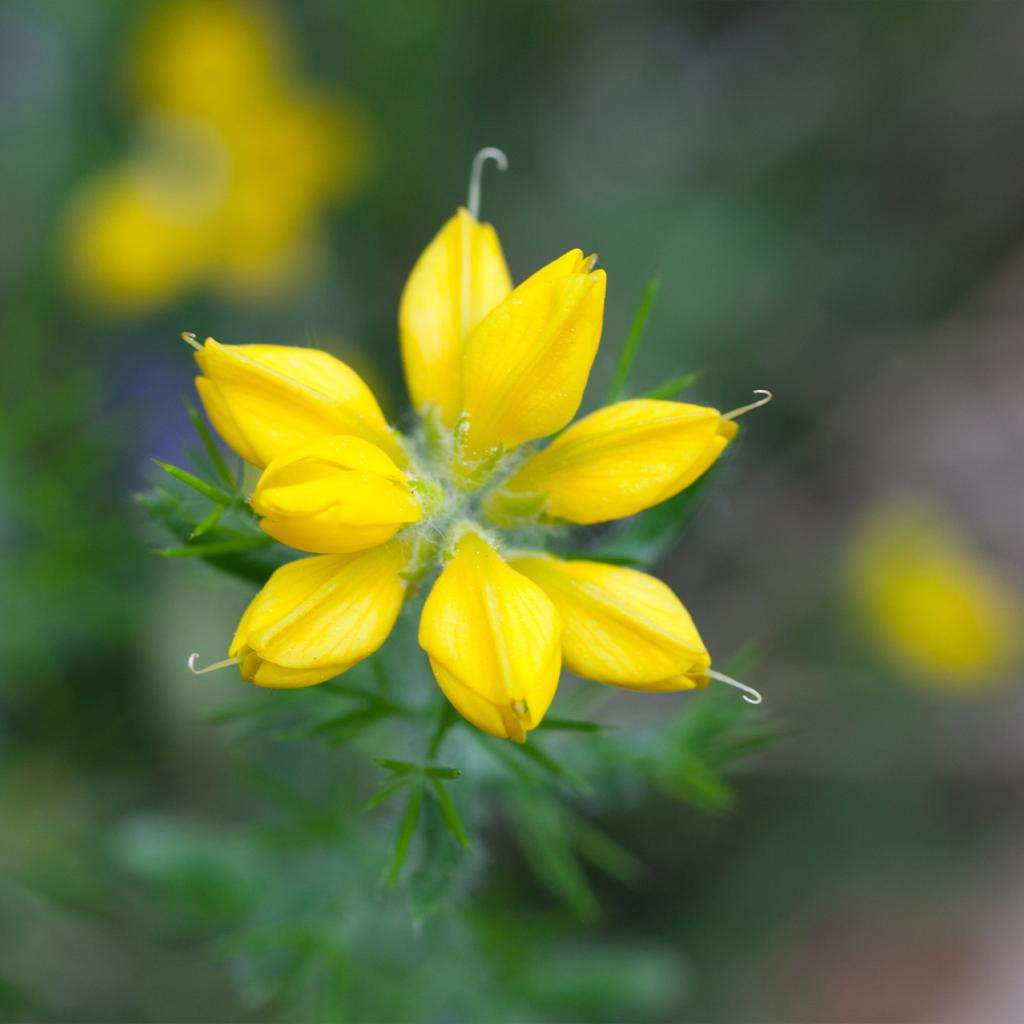 Genista hispanica - Genêt d'Espagne épineux à fleurs jaunes