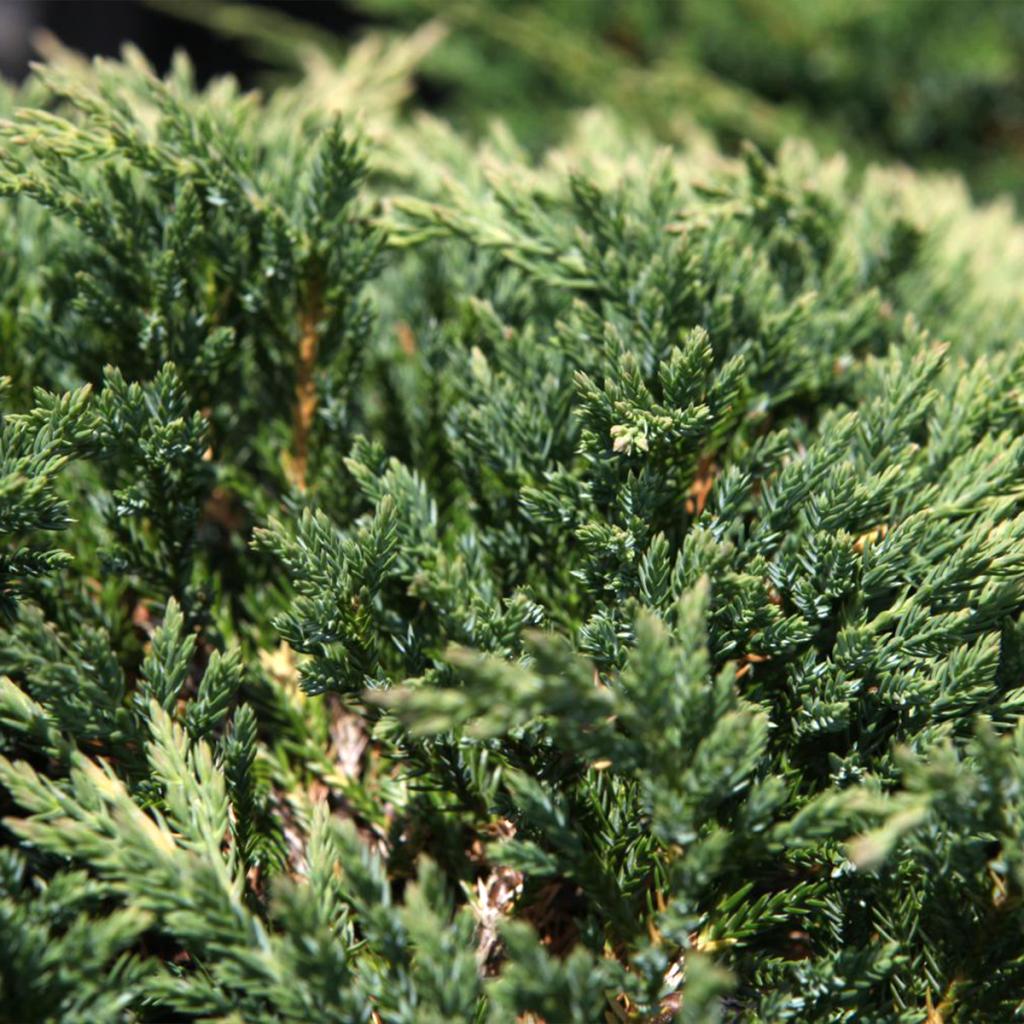 Juniperus horizontalis Prince Of Wales - Genévrier horizontal rampant nain