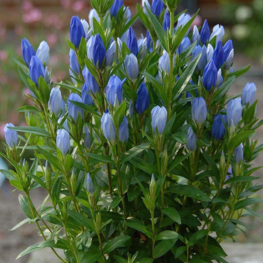 Gentiana makinoi Blue Star - Gentiane bien vivace, à longue floraison ...