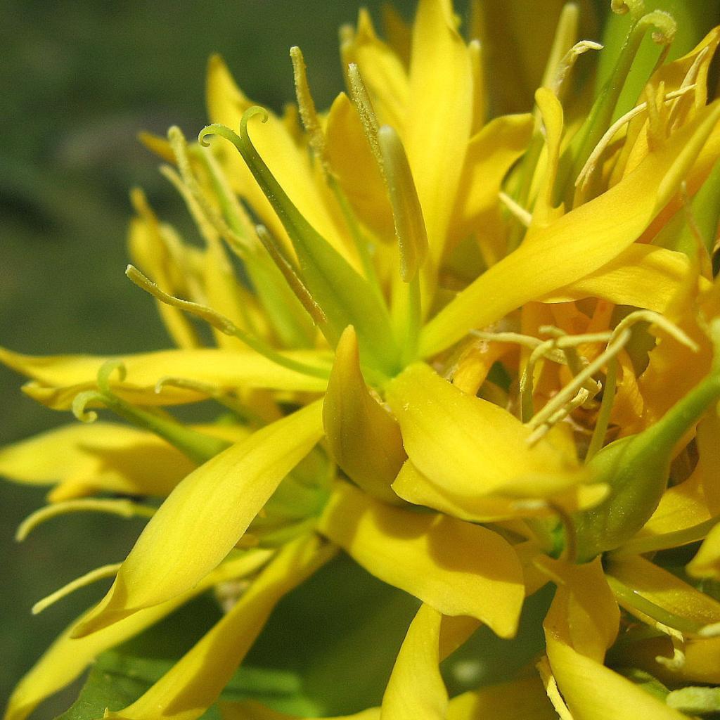 Gentiana lutea - Grande Gentiane jaune