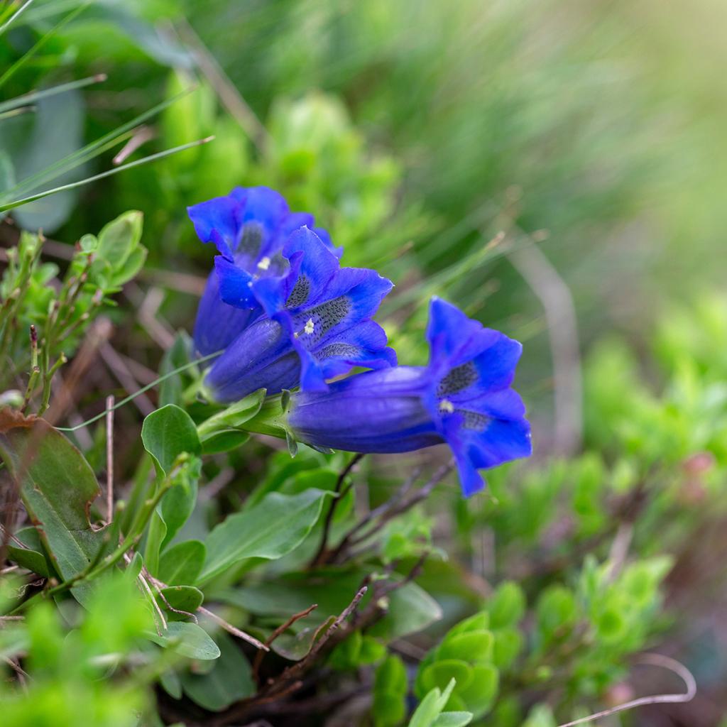 Gentiana acaulis - Gentiane acaule - Gentiane bleue des Alpes