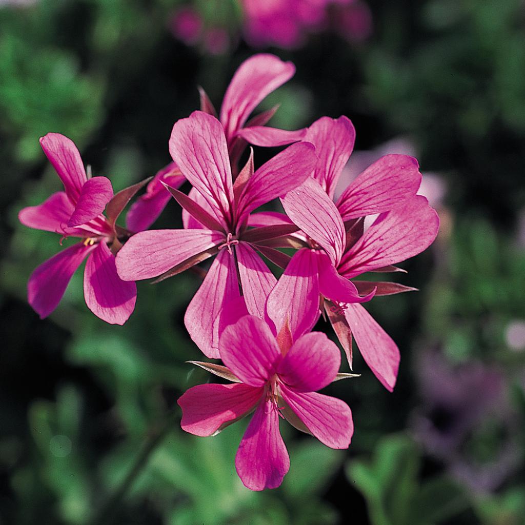 Geranium lierre Balcon Lila - Pelargonium peltatum - Des cascades de ...