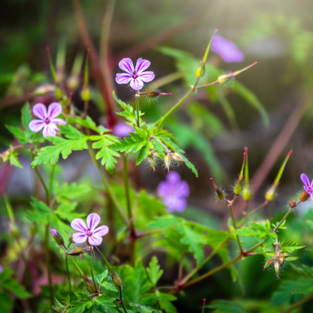 Geranium robertianum - Herbe à Robert - Géranium bisannuel à feuillage ...