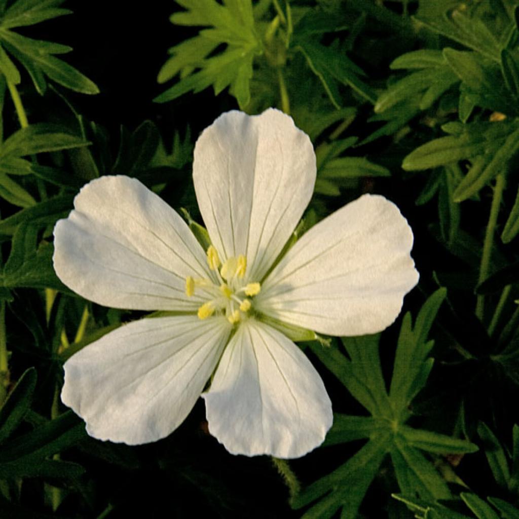 Geranium vivace sanguineum Album - Port compact et fleurs blanc pur