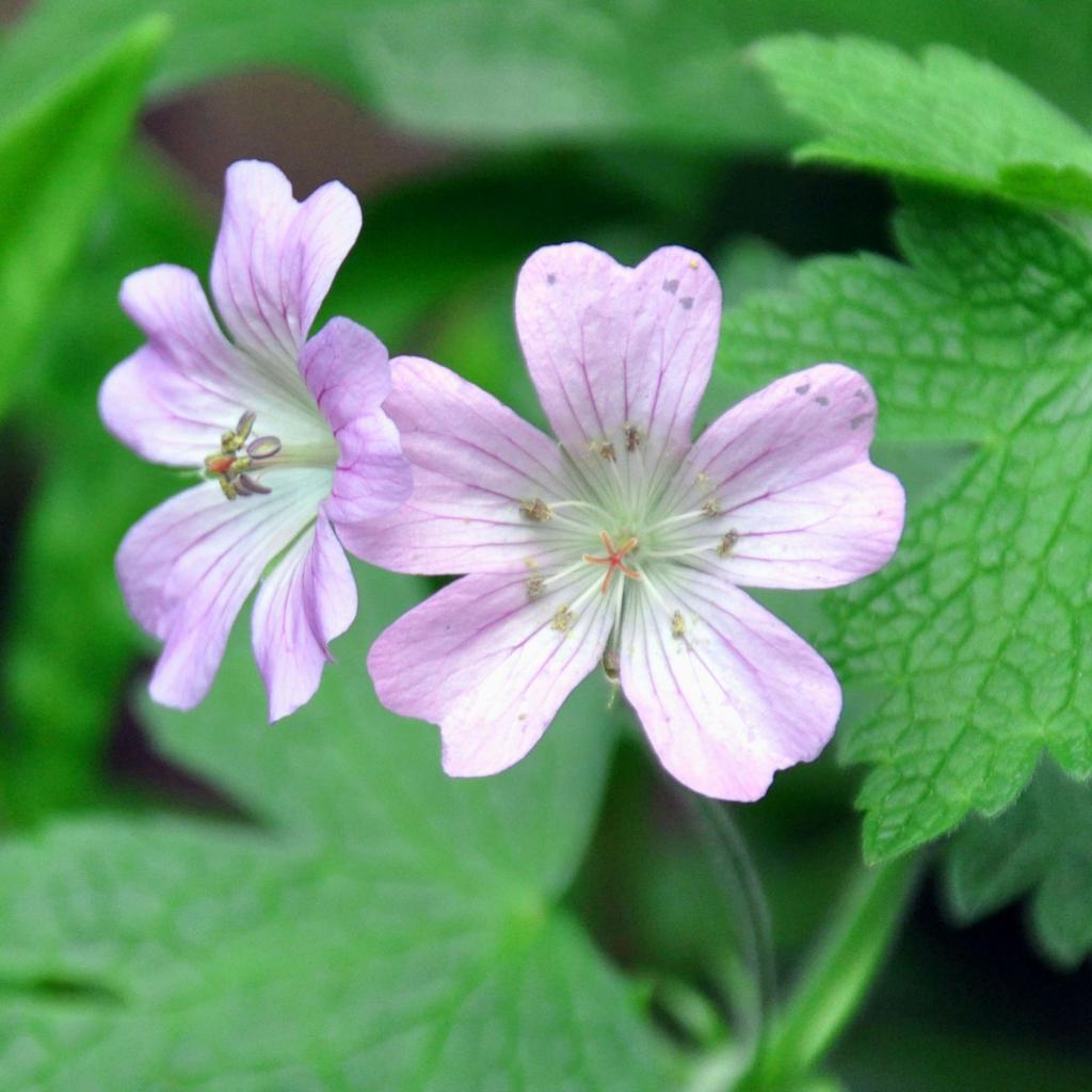 Geranium vivace Chantilly - De délicates fleurs rose mauve