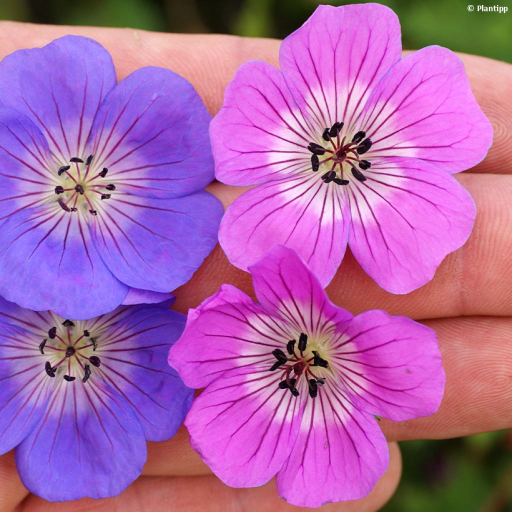 Géranium vivace Kelly-Anne - Une version aux fleurs rose vif de Rozanne
