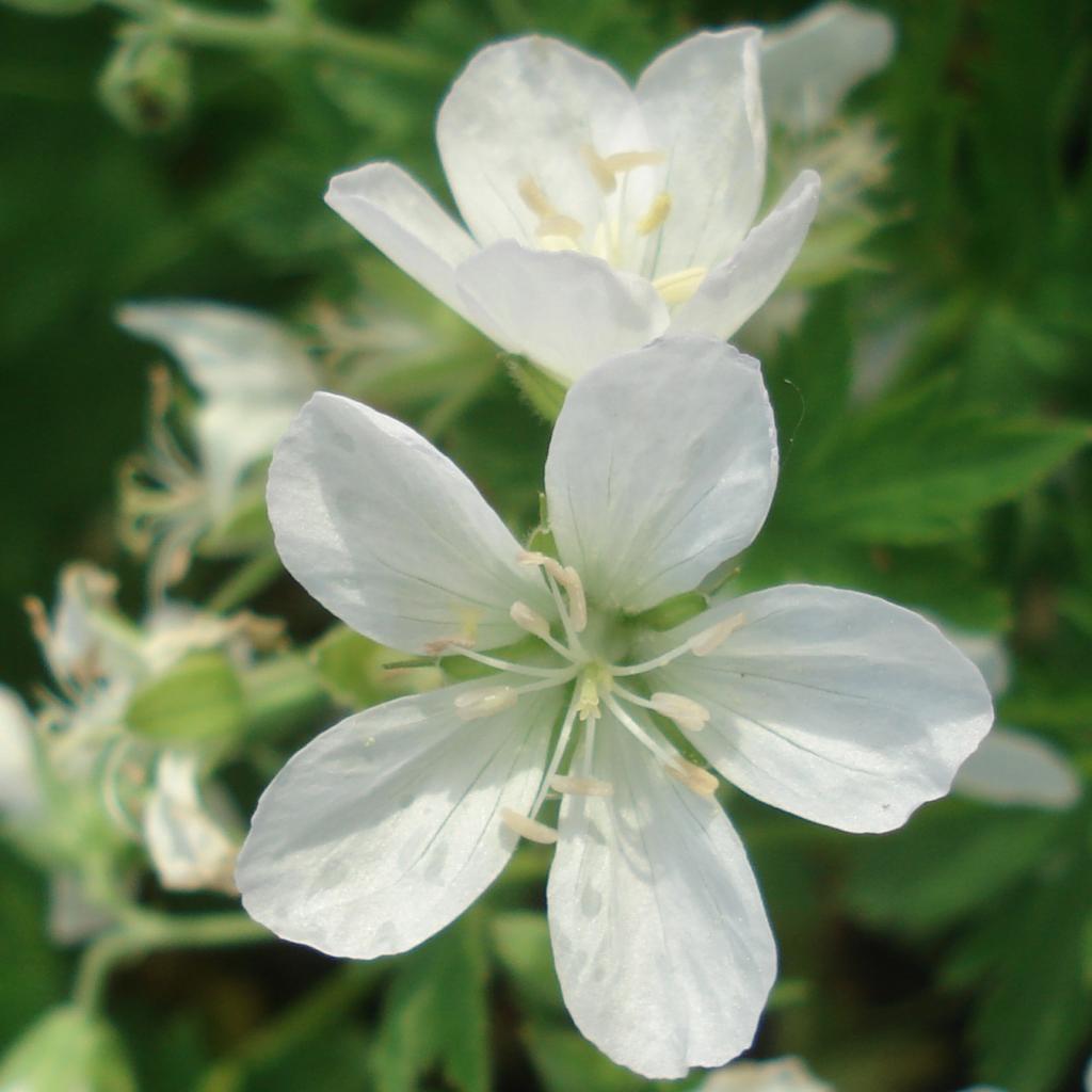 Geranium sylvaticum Album - Géranium vivace des bois blanc pur
