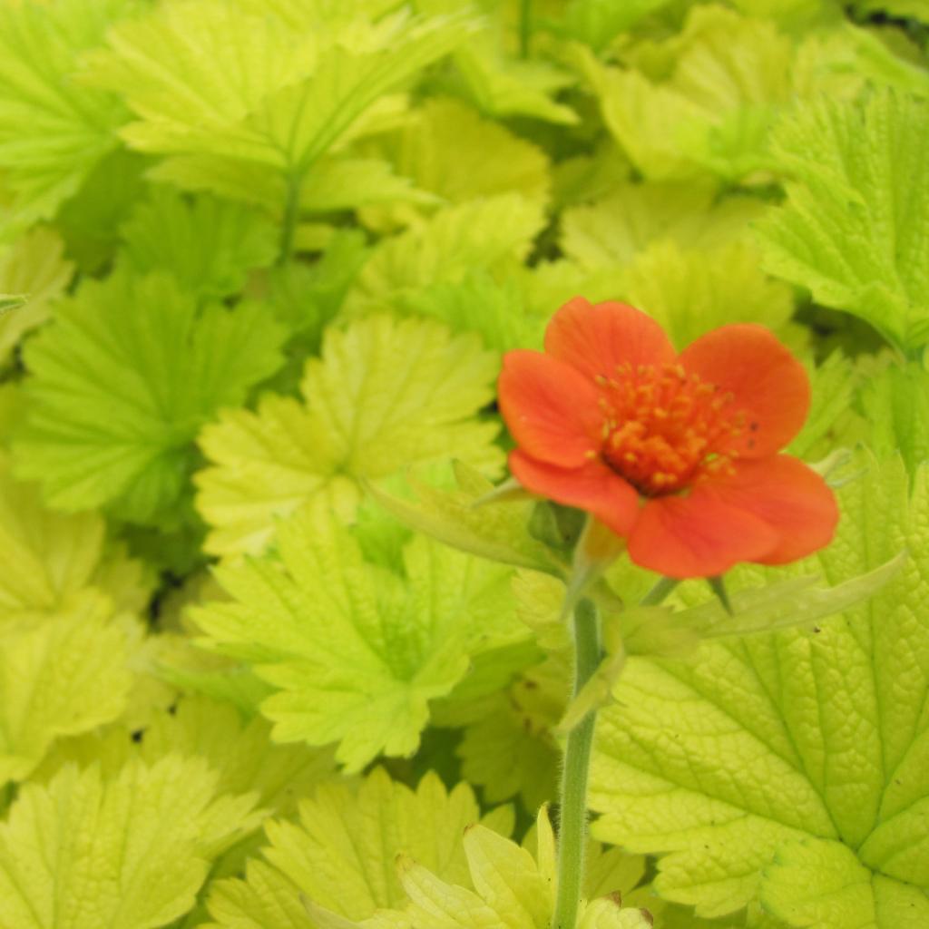 Geum coccineum Eos - Benoîte - Fleurs orange vif sur feuillage doré