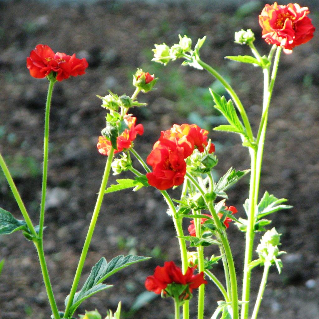 Geum chiloense Feuerball (Fireball) - Vivace florifère rouge-orangé ...