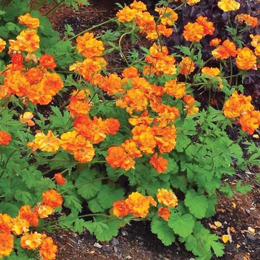 Geum Fire Storm - Benoîte vigoureuse, très florifère et compacte, à ...